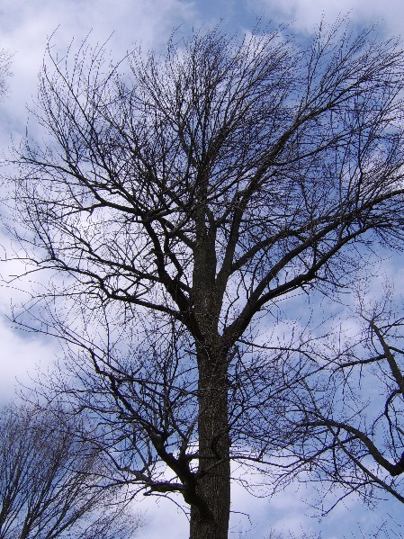 Emerald Ash Borer • Advanced Tree Health, Ltd. Emerald Ash Borer • Advanced Tree Health, Ltd.