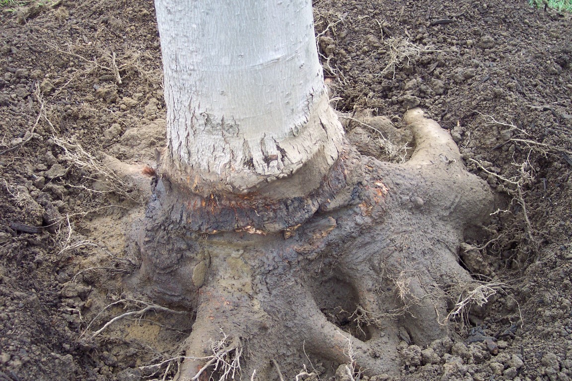 Air Excavation • Advanced Tree Health, Ltd.